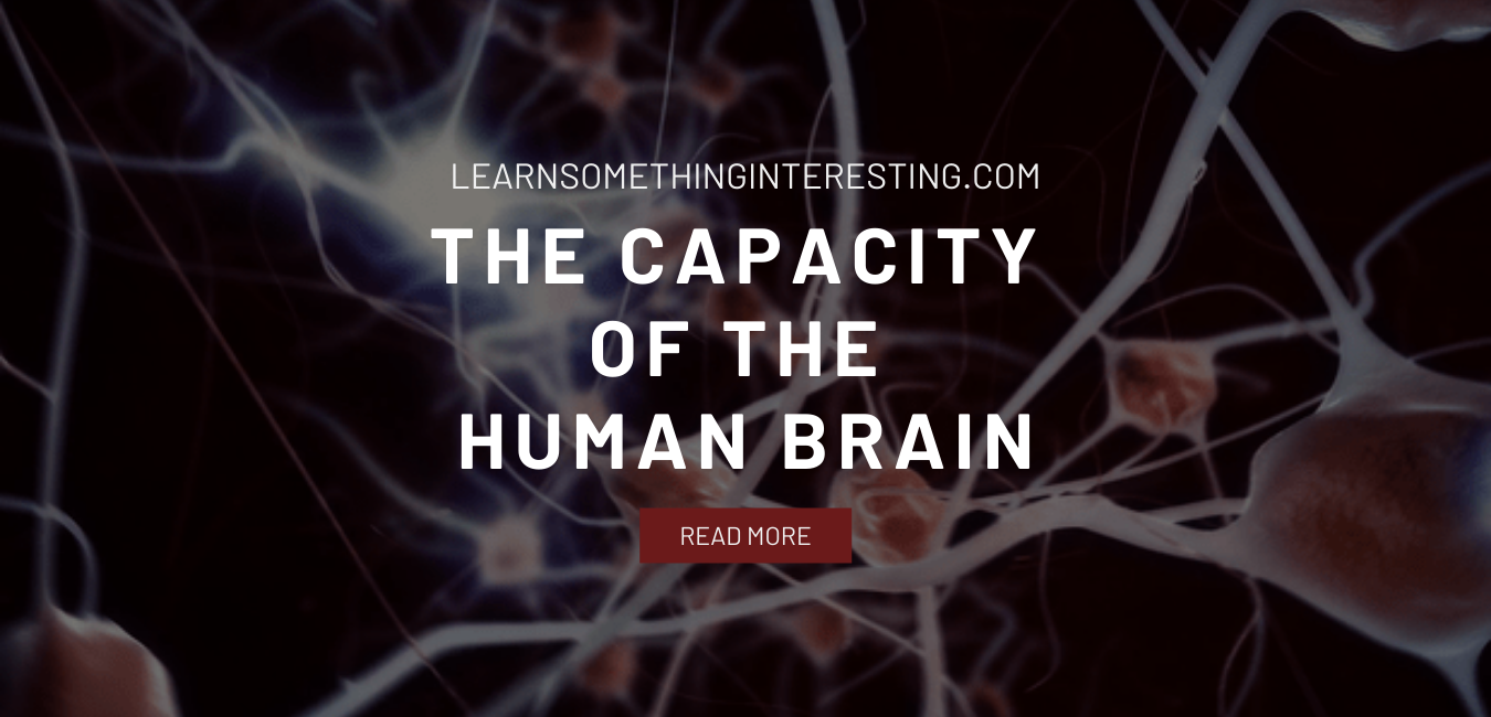 Learn Something Interesting: The Capacity of the Human Brain