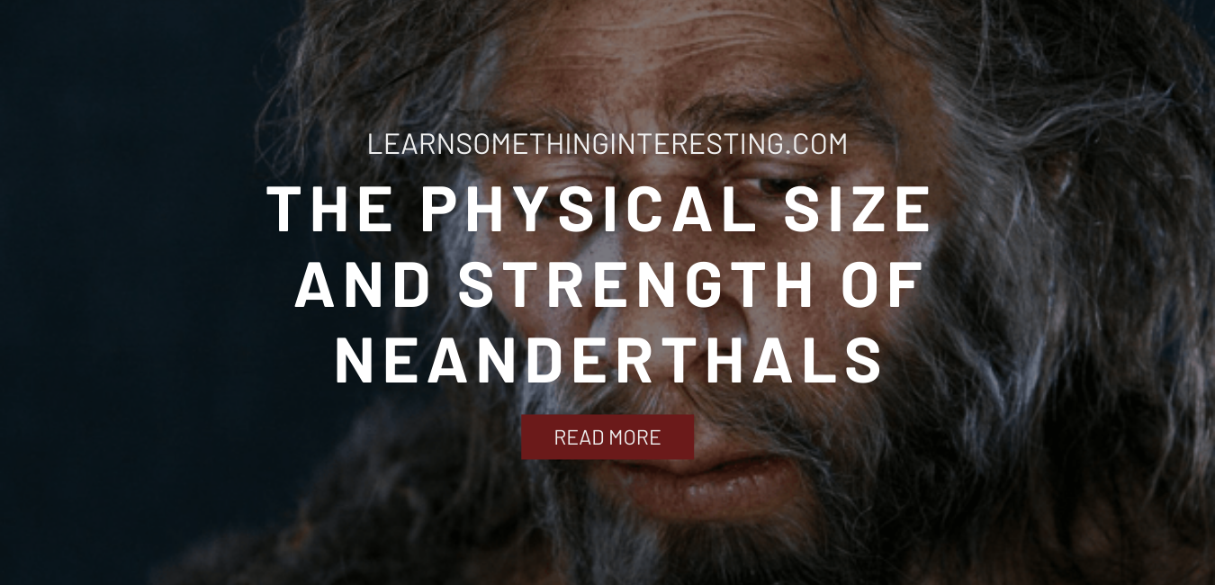 Learn Something Interesting: The Physical Size and Strength of Neanderthals