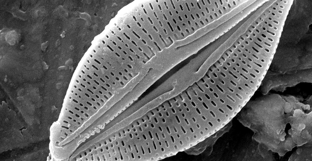 Learn Something Interesting: The Importance of the Diatom to the Earth